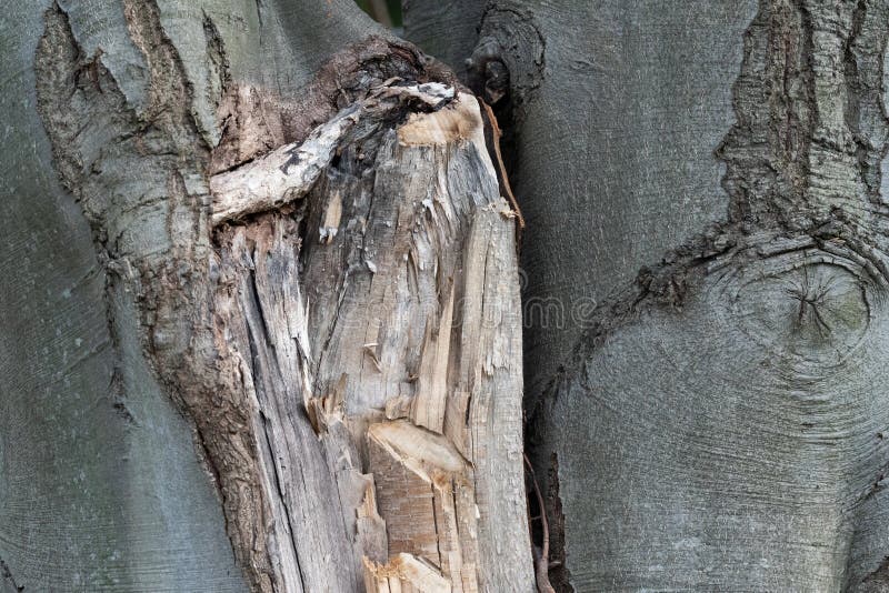 Texture of Wounded Tree Trunk Stock Photo - Image of fibre, ripped ...