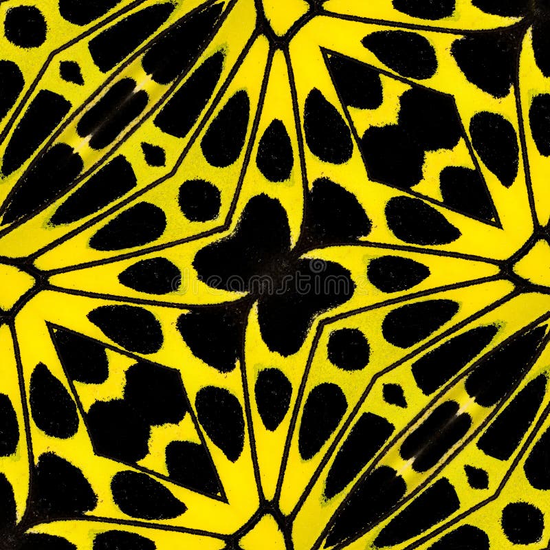 Yellow and Black Pattern Made from Bird Wing Butterfly Wing Stock Image ...