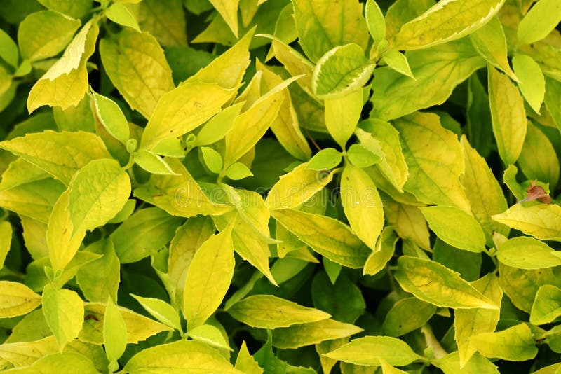 Texture of Yellow Bush Leaves Stock Image - Image of color, bush: 5643899