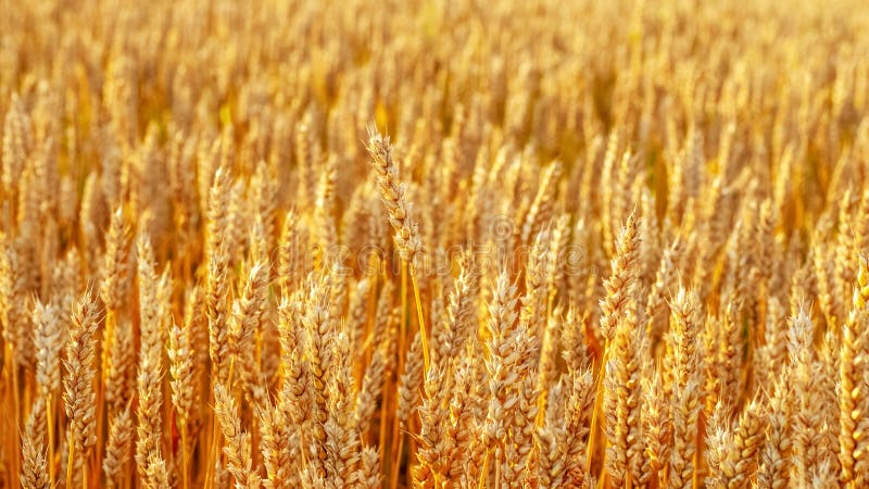 Texture of Yellow Ears of Wheat. Wheat Harvest Stock Photo - Image of ...