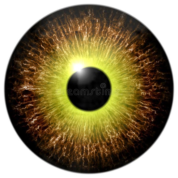 156 Cornea Texture Stock Photos - Free & Royalty-Free Stock Photos from ...