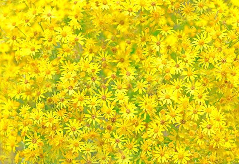 Texture of yellow flowers. stock image. Image of farm - 20413395