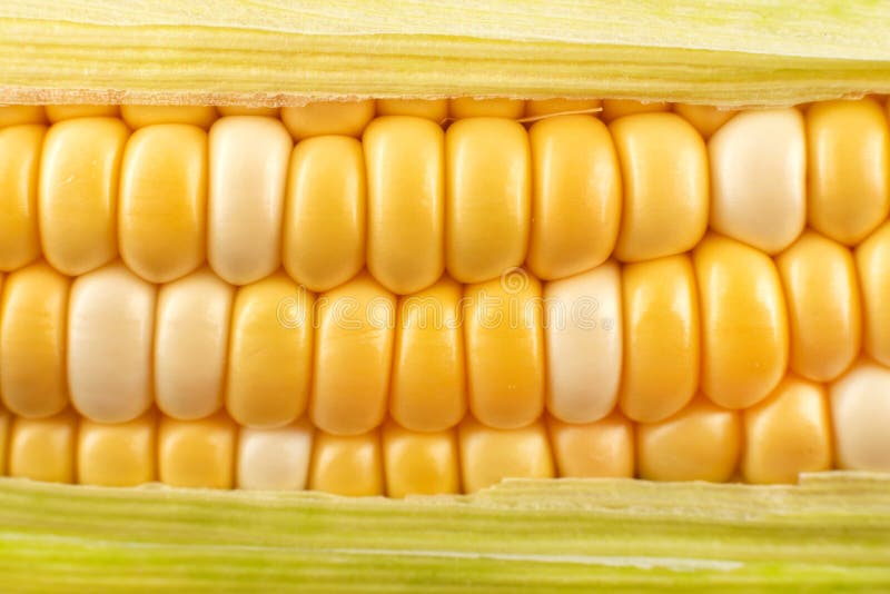 Texture from Yellow Grains of Corn Close-up. Corn Background Stock ...