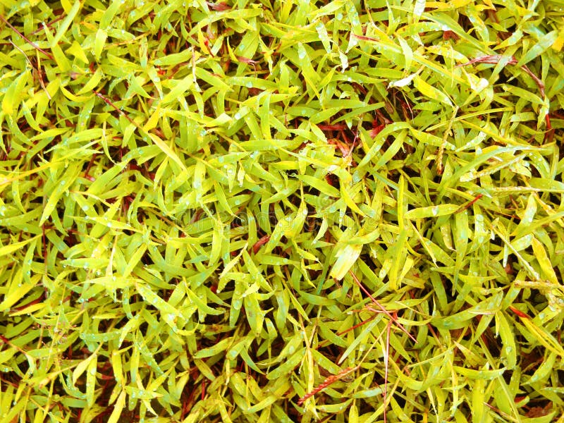 Texture of Yellow Grass Plants Stock Image - Image of beautiful, design ...
