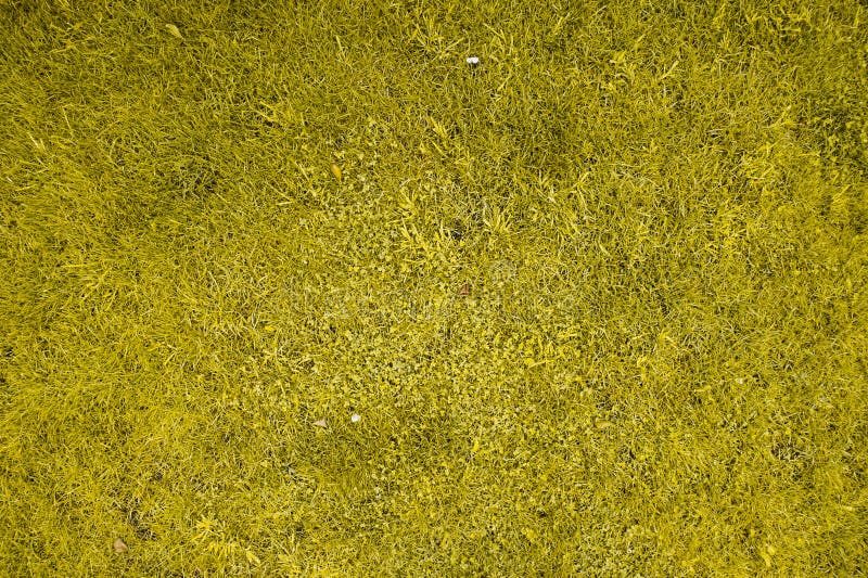 Texture of Yellow Grass Seamless Stock Photo - Image of rock, grass ...