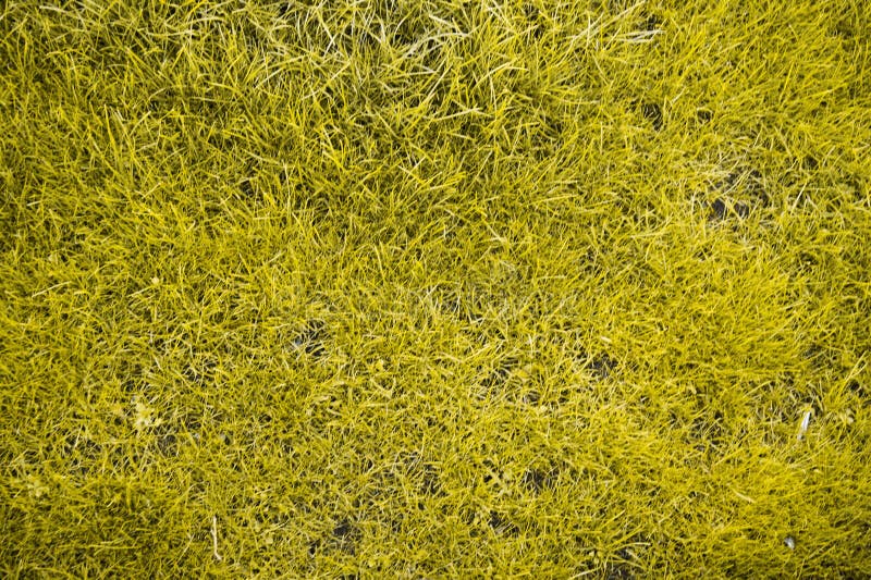 Texture of Yellow Grass Seamless Stock Image - Image of historic, grass ...