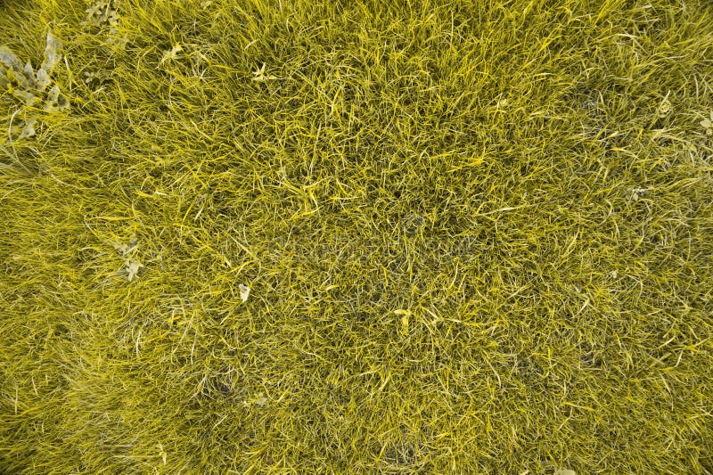 Texture of Yellow Grass Seamless Stock Photo - Image of plateau ...