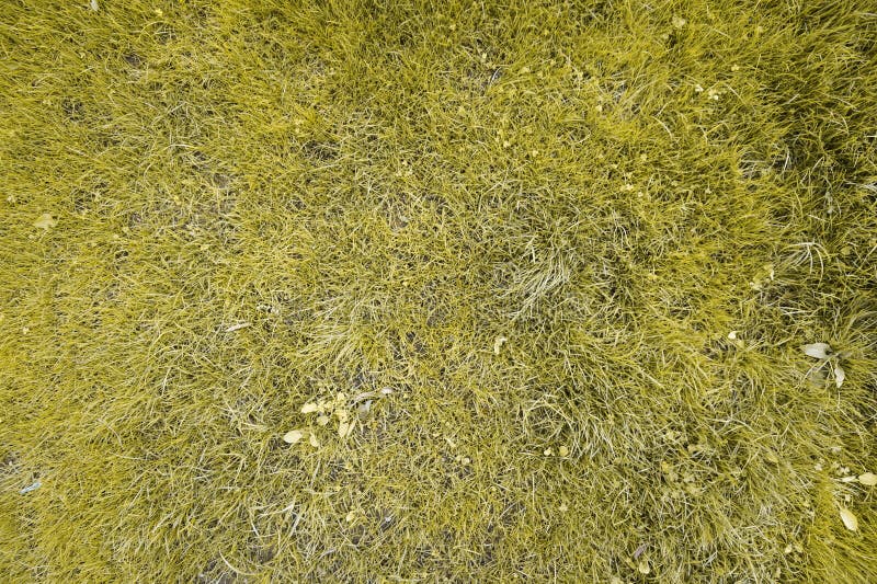 Texture of Yellow Grass Seamless Stock Image - Image of natural ...