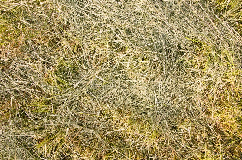Texture yellow grass stock photo. Image of people, wizened - 43114558