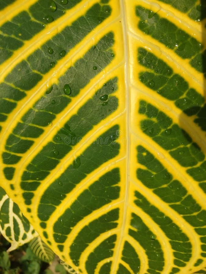 Texture yellow leave stock image. Image of branch, soil - 345355417