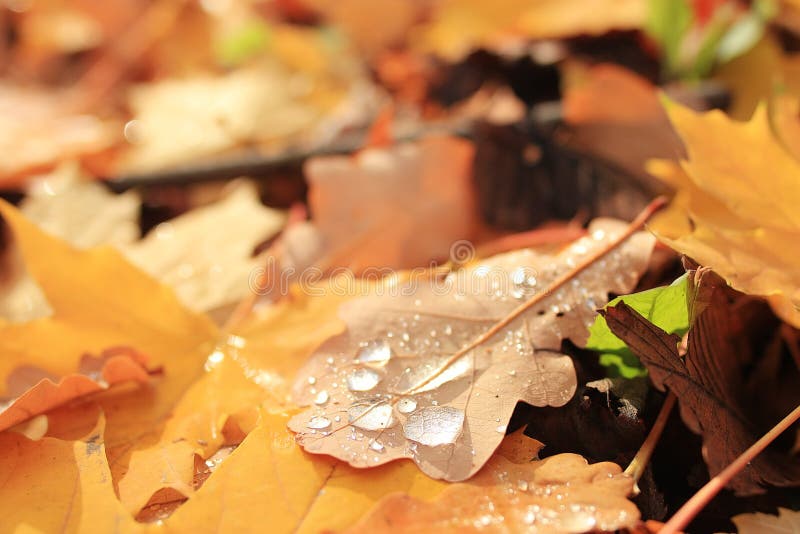 Texture of yellow leaves stock image. Image of mottled - 56951983