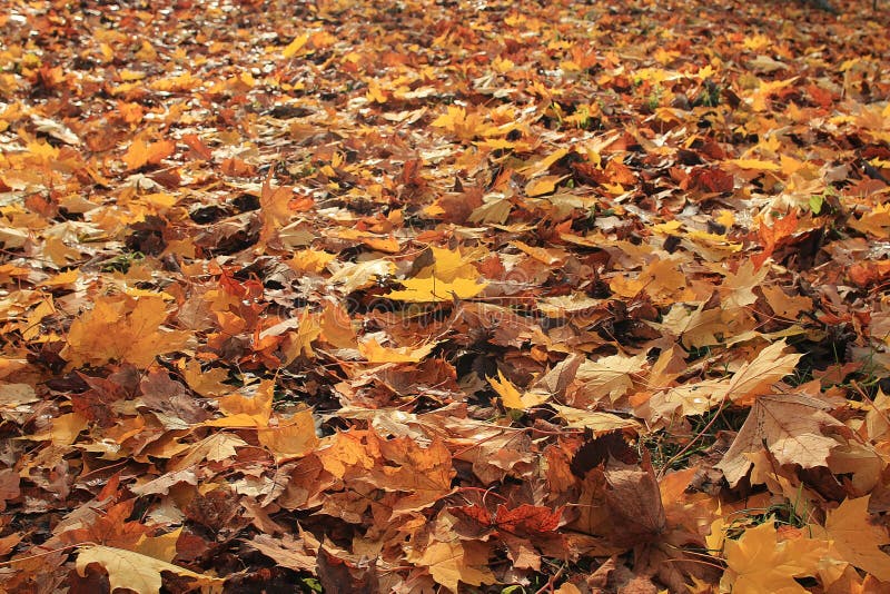 Texture of yellow leaves stock photo. Image of backdrop - 57217392