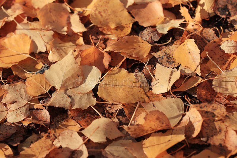 Texture of yellow leaves stock image. Image of mottled - 58345339