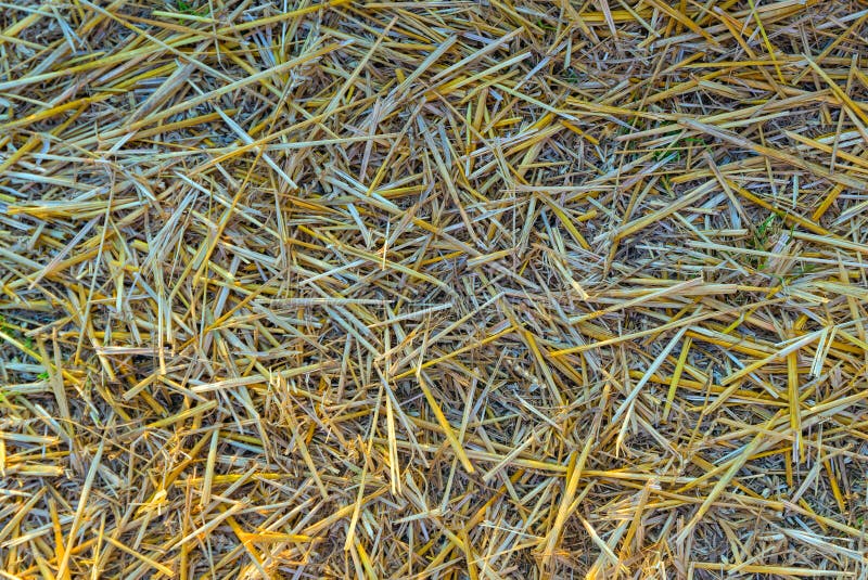 Texture of Yellow Straw on the Field Close Up. Stock Image - Image of ...