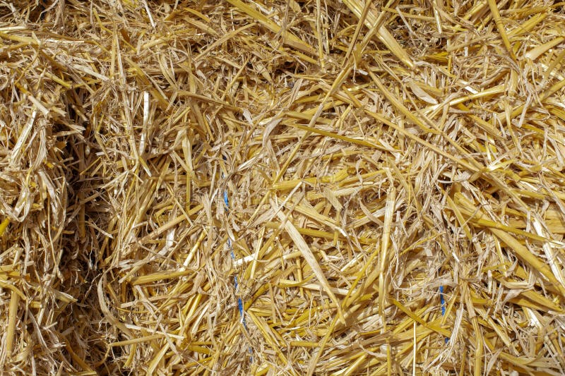 Texture of Yellow Straw Hay in Sunlight. Stock Photo - Image of ranch ...