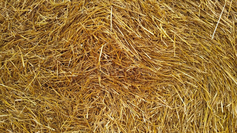 Texture of Yellow Straw Twisted into a Roll. Summer Texture Stock Image ...