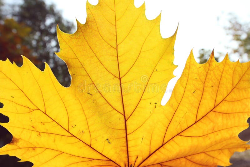 Texture of Yellow Sycamore Leaf Stock Photo - Image of black, colorful ...