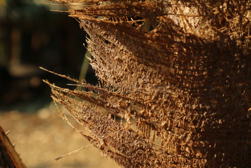 Texture of Young Coconut Tree Fibers Stock Image - Image of tropical ...