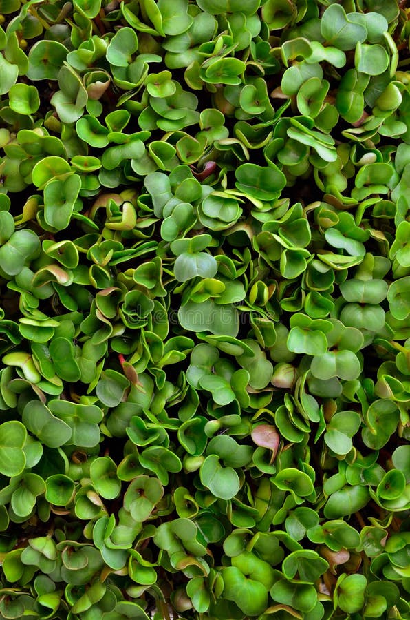 Texture of Young, Green Leaves of Radish Microgreens Stock Image ...