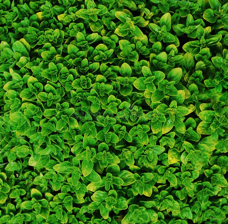 Texture of Young Green Leaves. Top View Stock Photo - Image of beauty ...