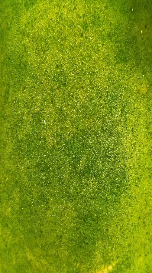 Young papaya fruit skin stock image. Image of fruit - 211530505