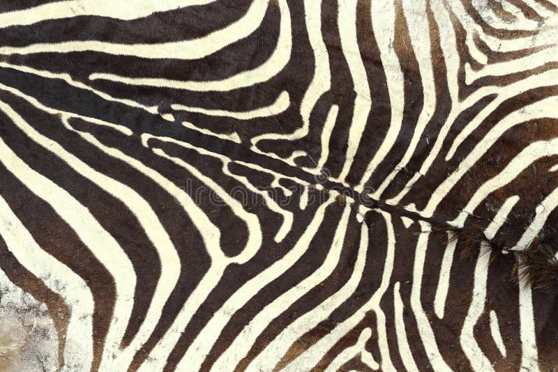 Texture of zebra old pelt stock photo. Image of design - 94822442