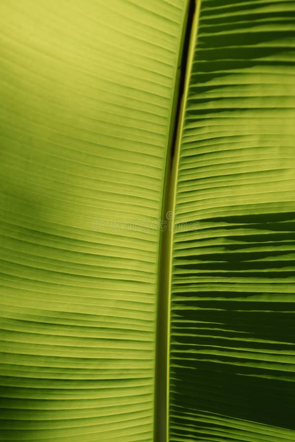 Textured Abstract Background of Banana Tree Leave. Stock Image - Image ...