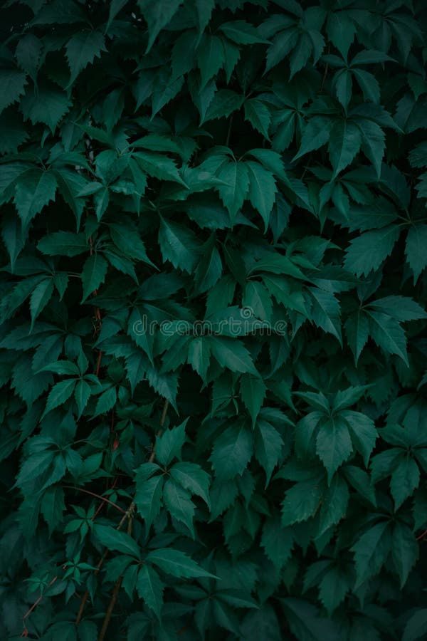 Textured and Abstract Dark Nature Background Foliage Textures and ...