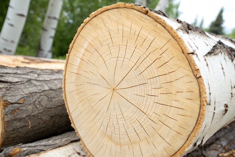 Textured Aspen Sawn Wood stock illustration. Illustration of forest ...