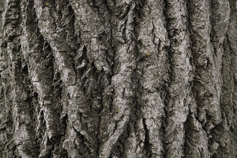 A Textured Backfround of the Tree Bark Stock Image - Image of nature ...
