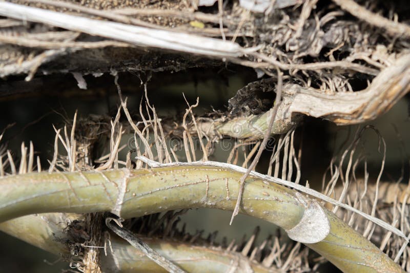 Textured Background Brown Exotic Tree Roots Green Grass Stock Photos ...