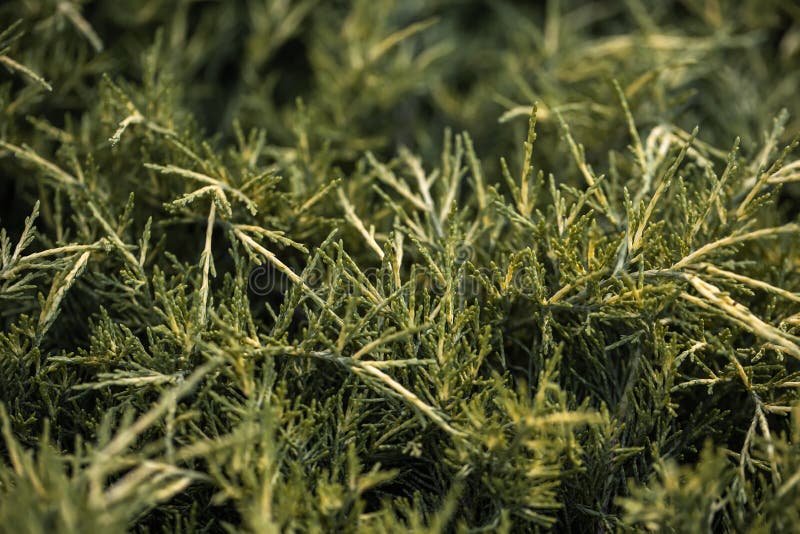 Textured Background from Coniferous Branches. Tree Leaves Seamless ...