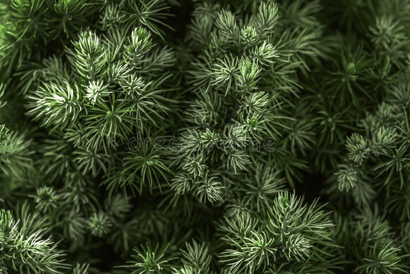 Textured Background from Coniferous Branches. Tree Leaves Seamless Texture Stock Photo - Image ...