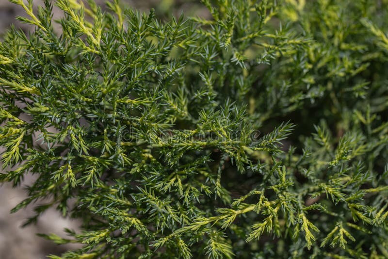 Textured Background from Coniferous Branches. Tree Leaves Seamless ...