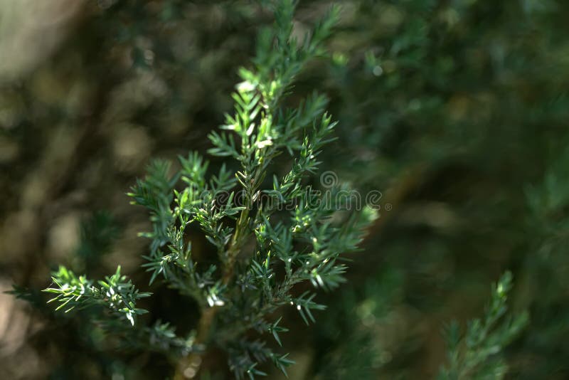 Textured Background from Coniferous Branches. Tree Leaves Seamless ...