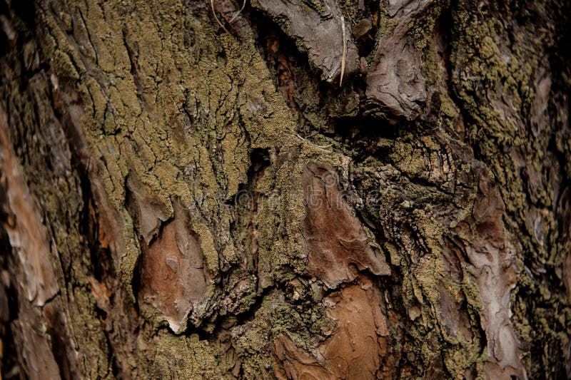 Textured Background of a Green Tree Bark in the Autumn Forest Stock ...