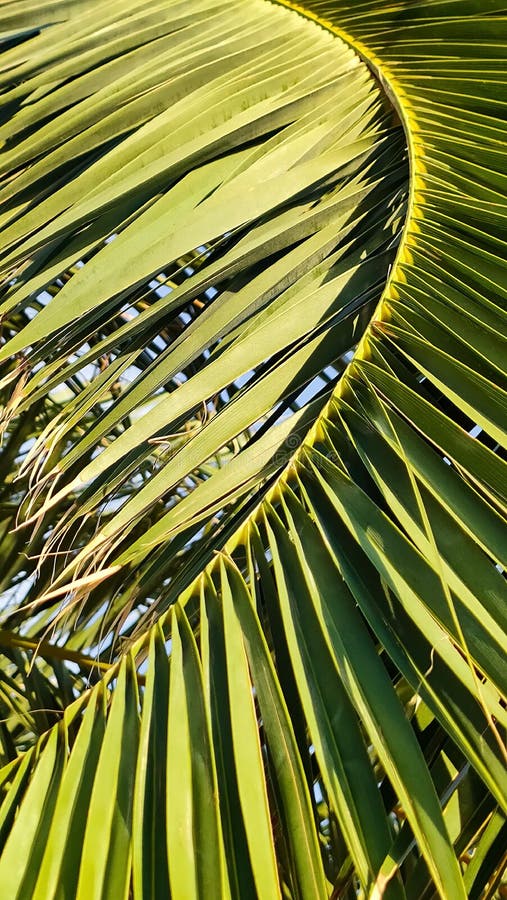 Textured Background of Green Palm Leaf, Vertical Stock Photo - Image of ...