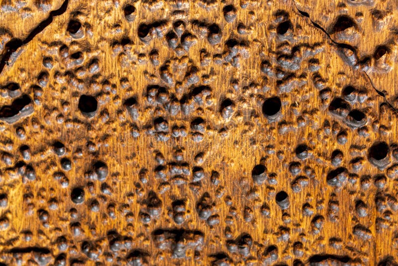 Textured Background with Lots of Holes on the Surface. Use for the ...