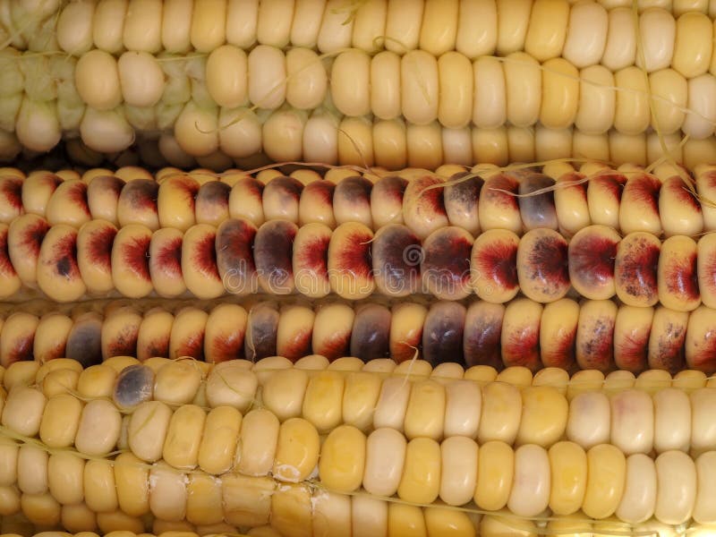 Textured Background of Multi-colored Corn Stock Photo - Image of ...
