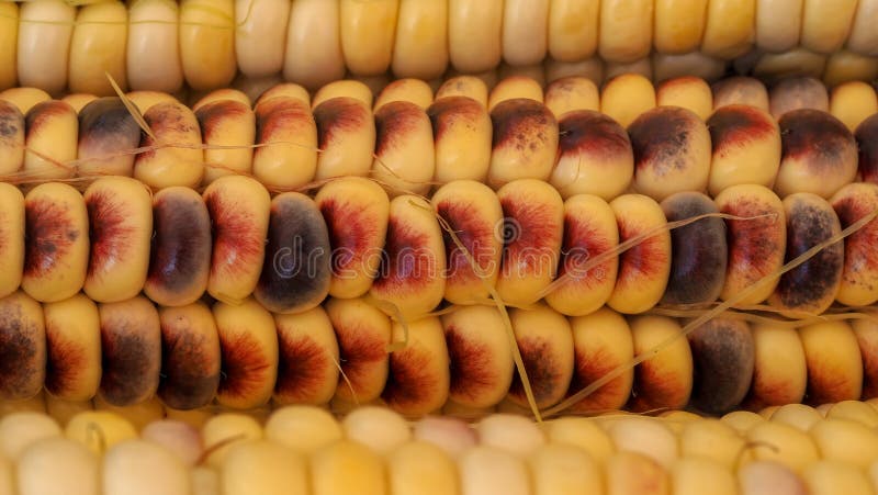 Textured Background of Multi-colored Corn Stock Image - Image of yellow ...
