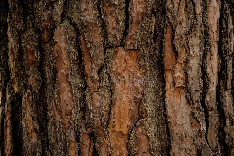 Textured Background of a Naturally Ornate Tree Bark in the Fall Forest ...