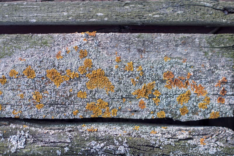 Fungus on the Mud, Textured Background Wallpaper. Stock Image - Image ...