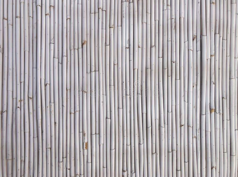 Painted Reed in White with a Sun Shadow. Stock Image - Image of grunge ...