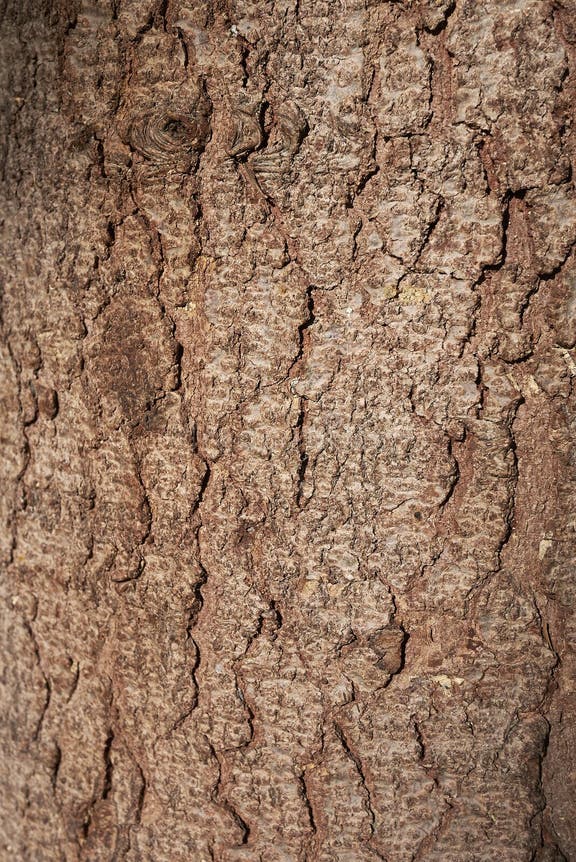 Abies alba trunk close up stock image. Image of essential - 242089097