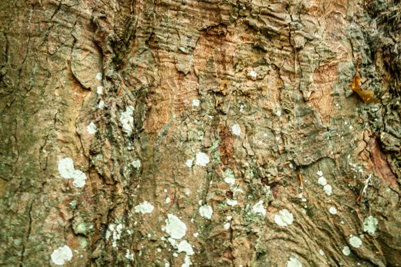 Textured Bark Close-Up with Lichen Patches on Rough Tree Surface Stock ...