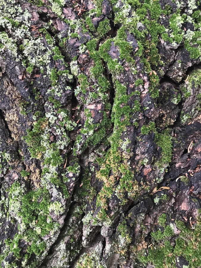 Moss on a Tree. the Bark of the Tree Natural Background Stock Photo ...