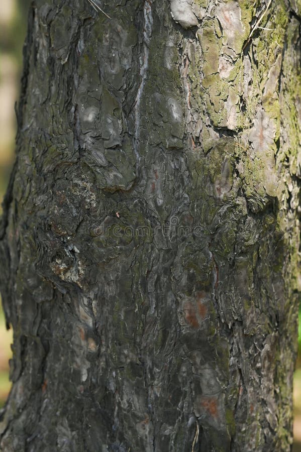 The Bark of a Pine Tree is a Close-up. Background Stock Photo - Image ...