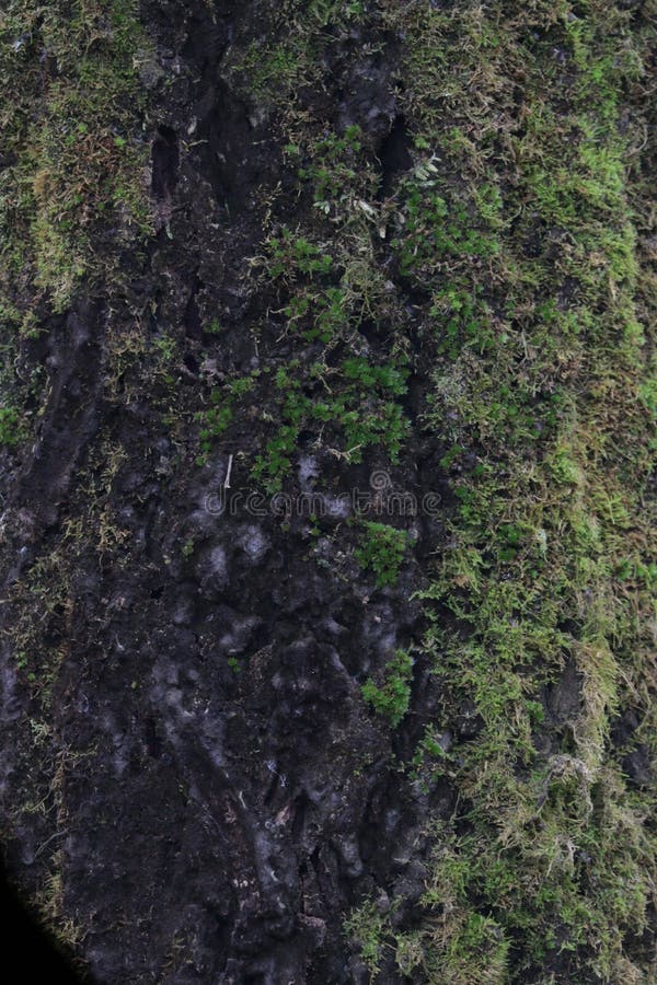 The Textured Bark of a Tree Covered in Moss and Other Vegetation Stock ...