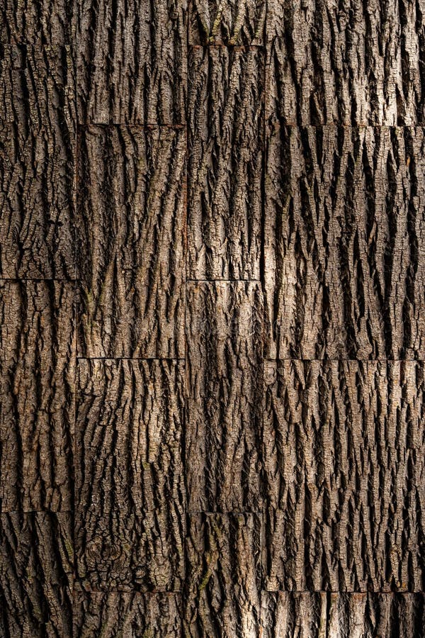 Textured Bark of Tree with Rough and Rugged Surface and Deep Vertical ...
