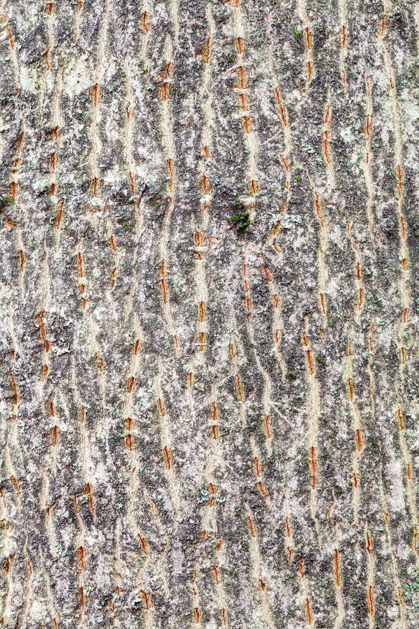 Textured Bark on Trunk of Maple Tree Close Up Stock Image - Image of ...